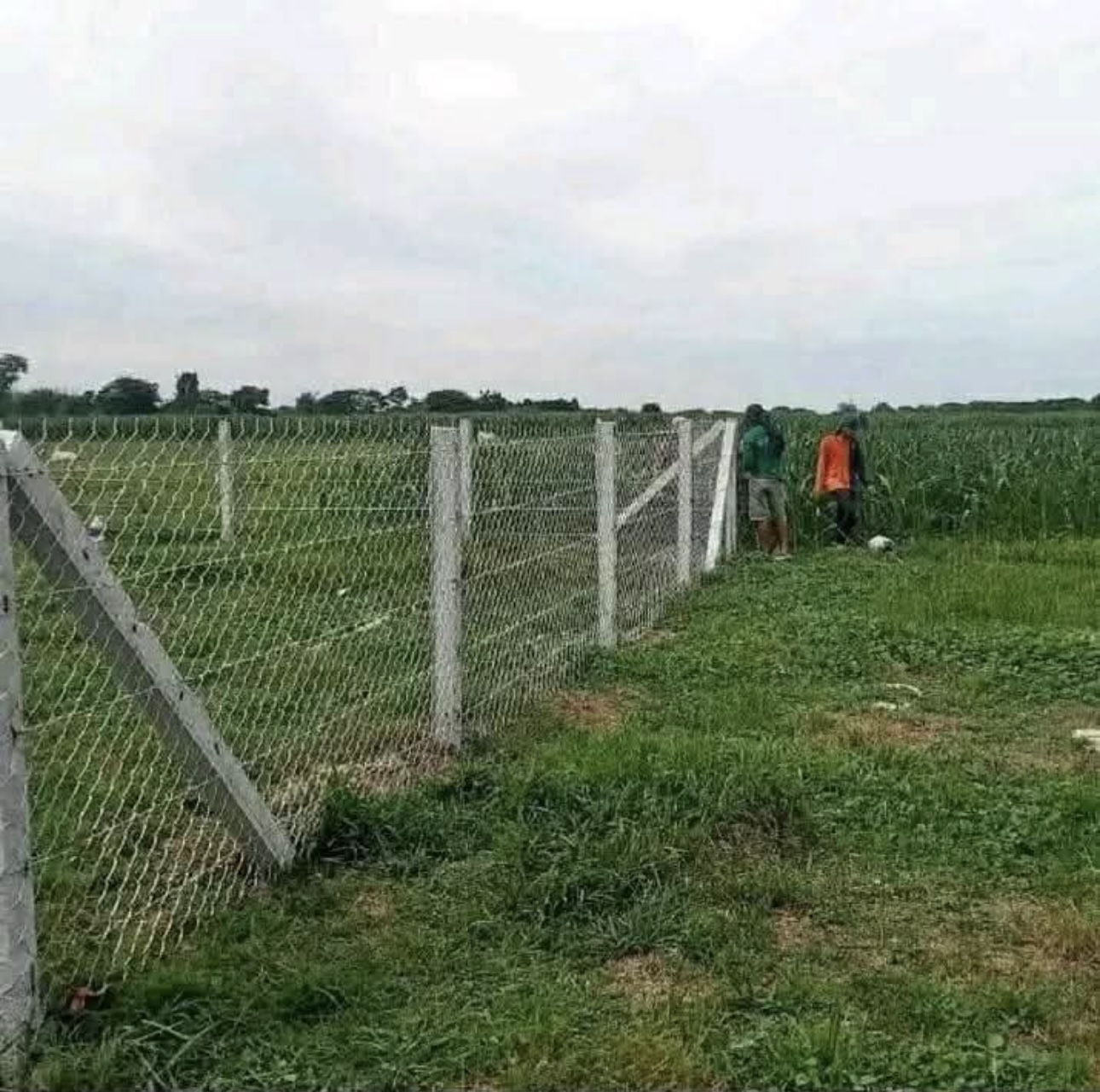 [145 PER FOOT] Cyclone Wire 3feet, 4feet, 5feet, 6feet (2.1mm thick ...